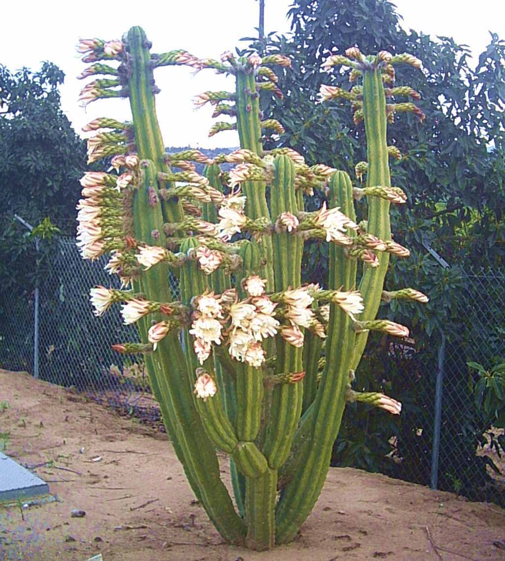 ESTRELLA ANA MARIA-SANACION: SAN PEDRO- chamanismo .- PLANTA MAGICA.-