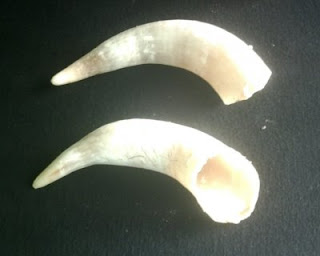 ARTESANIAS EN CACHO: ¿COMO ES EL CACHO?