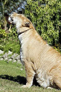 ULTIMATE PICTURE GALLERY BIKINI,AMAZING,ETC..,,,: Lion+tiger= A big fat ...