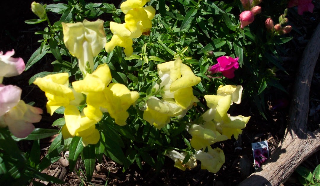 My Garden Pictures: Yellow Snapdragons