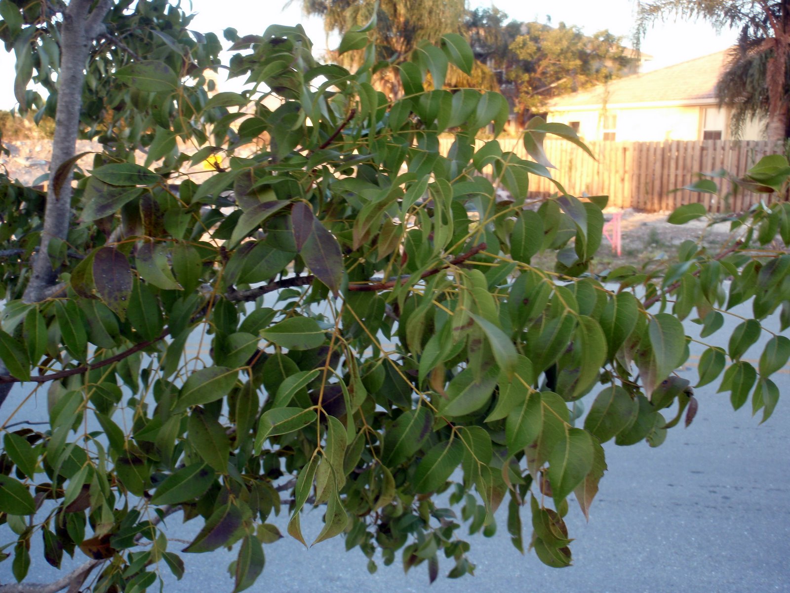 South Florida Gardening Blog: Mahogany (Swietenia mahagoni)