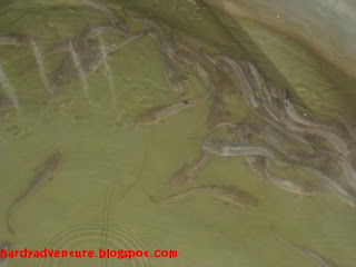 Adventure: BBQ Ikan Keli (Cat fish) at Padawan stream