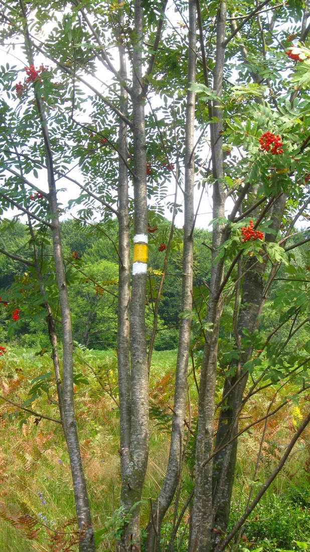 Flora Spontana: Scorusul de munte>> Sorbus aucuparia
