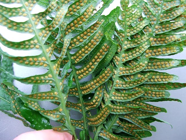 Flora Spontana: Feriga>>Dryopteris filix-max
