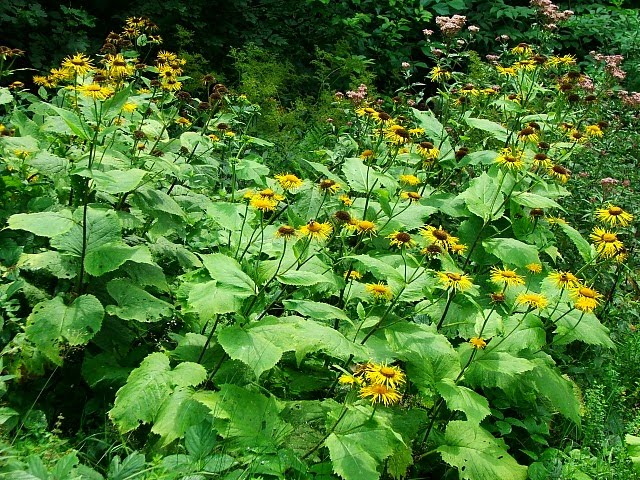 Flora Spontana: Iarba mare>>Inula Helenium