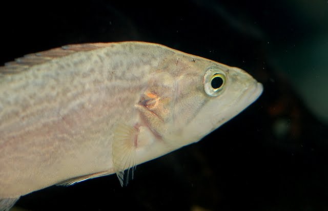 奇獸飼育學: 2010-12-25新進魚隻