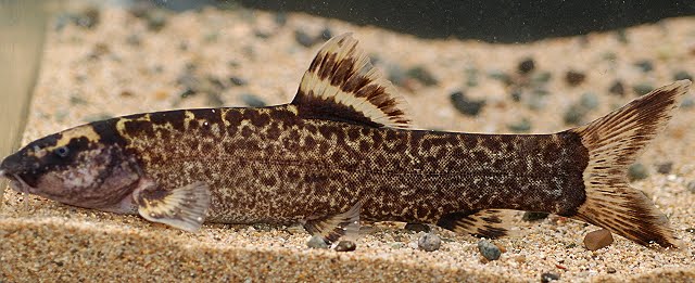 奇獸飼育學: 2010-12-25新進魚隻