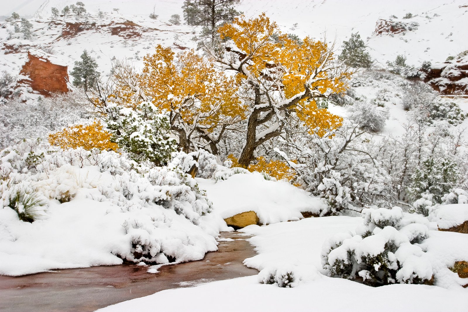 365 Days in Zion: Day 57: November 21, 2004 - Snow on Fall Leaves