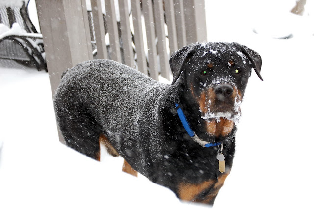 Living with Rottweilers: Scenes of Winter with our Rottweilers
