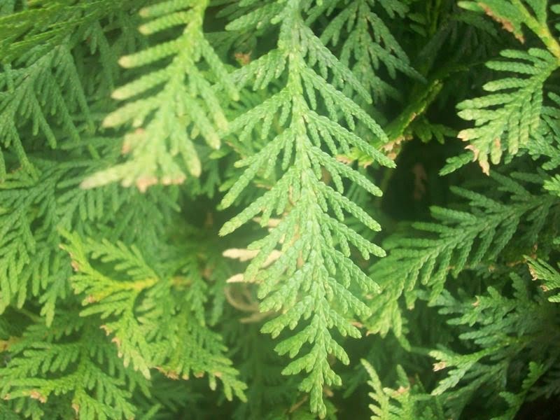 Conifer Leaves Identification