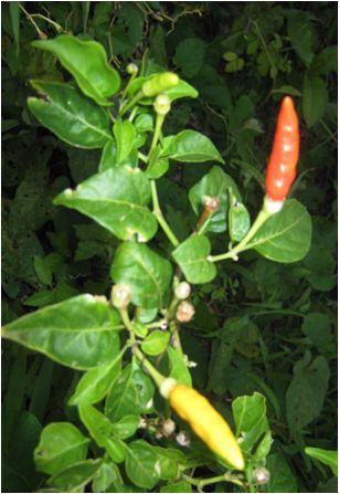 HERBARIO VIRTUAL: AJI