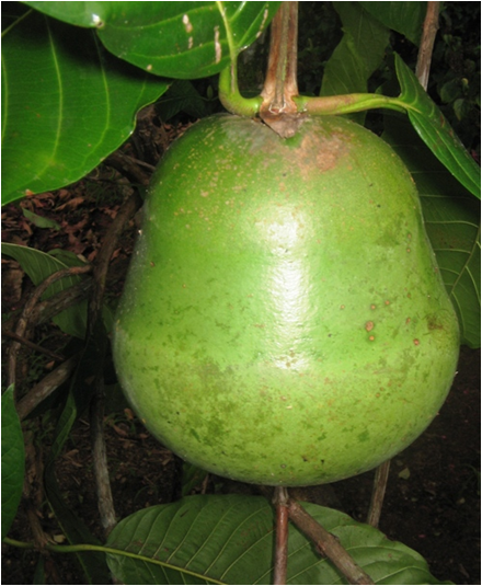 HERBARIO VIRTUAL: borojo