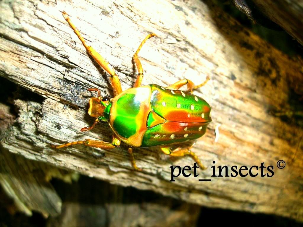 Available Giant and Tropical Pet Beetles for Sale or Exchange from pet ...