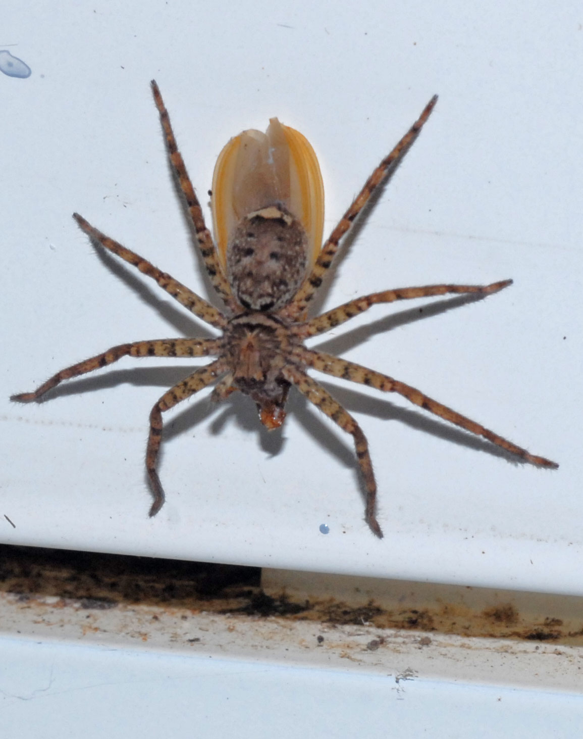 A Snail's Eye View: Now for the termites