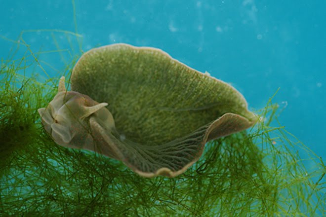 The Green Sea Slug: An Animal With Photosynthesis | Uncommon Descent