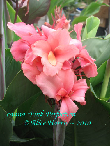 Karchesky Canna~Canna Blog: canna 'Pink Perfection'