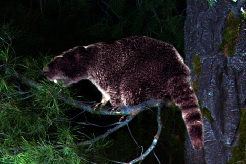 MPM: Utopia Animal: Beavecoon