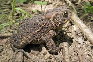 Restoring The Landscape With Native Plants: Frogs & Toads