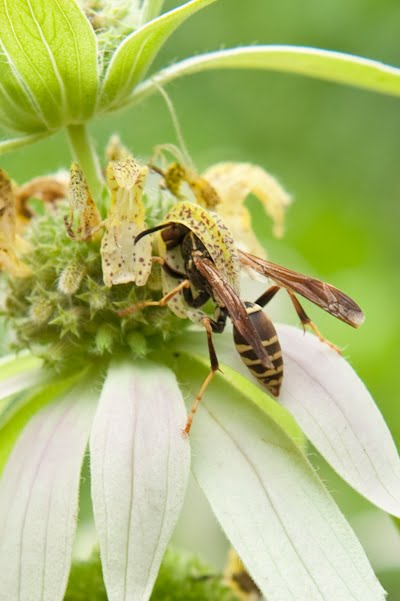 Restoring The Landscape With Native Plants: Native Plant of the Week ...