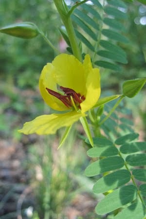 Restoring The Landscape With Native Plants: Native Plant of the Week ...