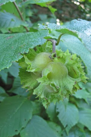 Restoring The Landscape With Native Plants: Native Plant of the Week ...