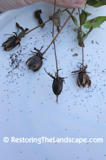 Restoring The Landscape With Native Plants: Native Plant of the Week ...