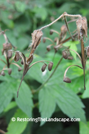 Restoring The Landscape With Native Plants: Native Plant of the Week ...