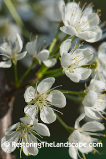 Restoring The Landscape With Native Plants: Native Plant of the Week ...
