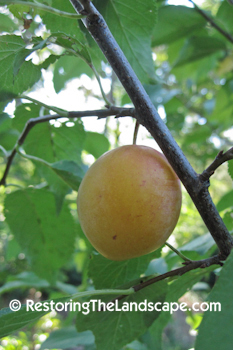 Restoring The Landscape With Native Plants: Native Plant of the Week ...