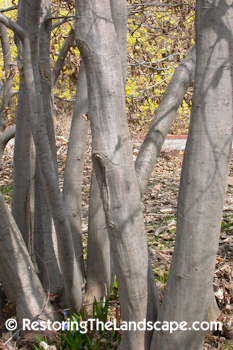 Restoring The Landscape With Native Plants: Native Plant of the Week ...