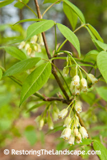 Restoring The Landscape With Native Plants: Native Plant of the Week ...