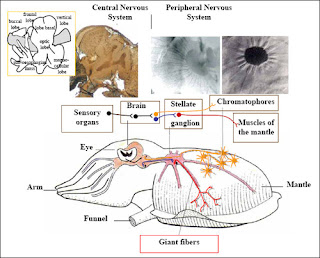 Pescatori Sportivi Abruzzesi: La Seppia