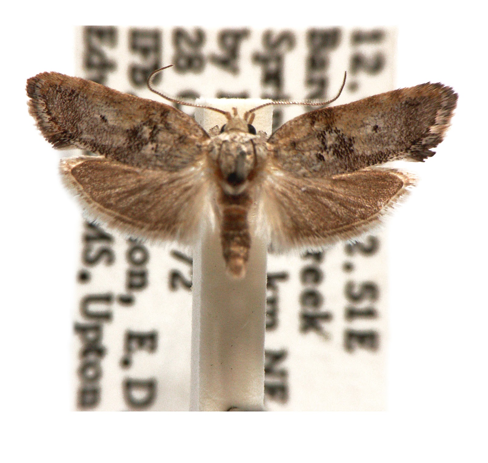 Xyloryctine Moths of Australia: Clerarcha