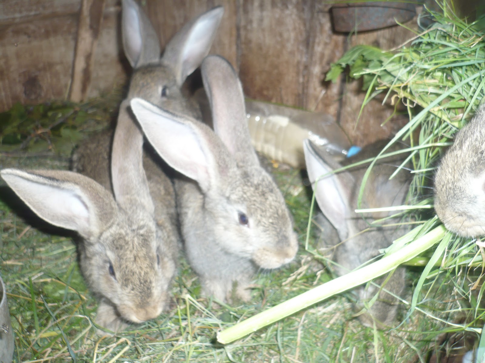 Despre iepurii de casa: Imagini cu iepuri 2010