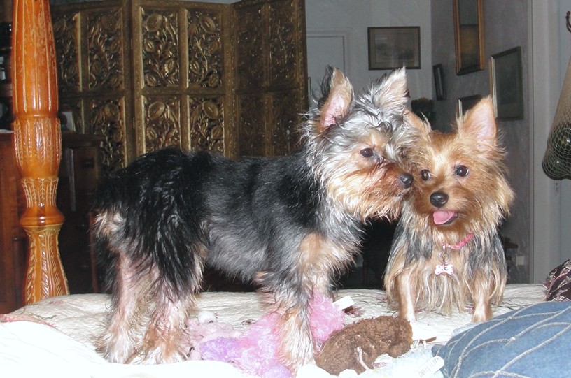 Bev's Antiquing, Schlepping, Schlogging, & Writing Blog Schlog: Things ...