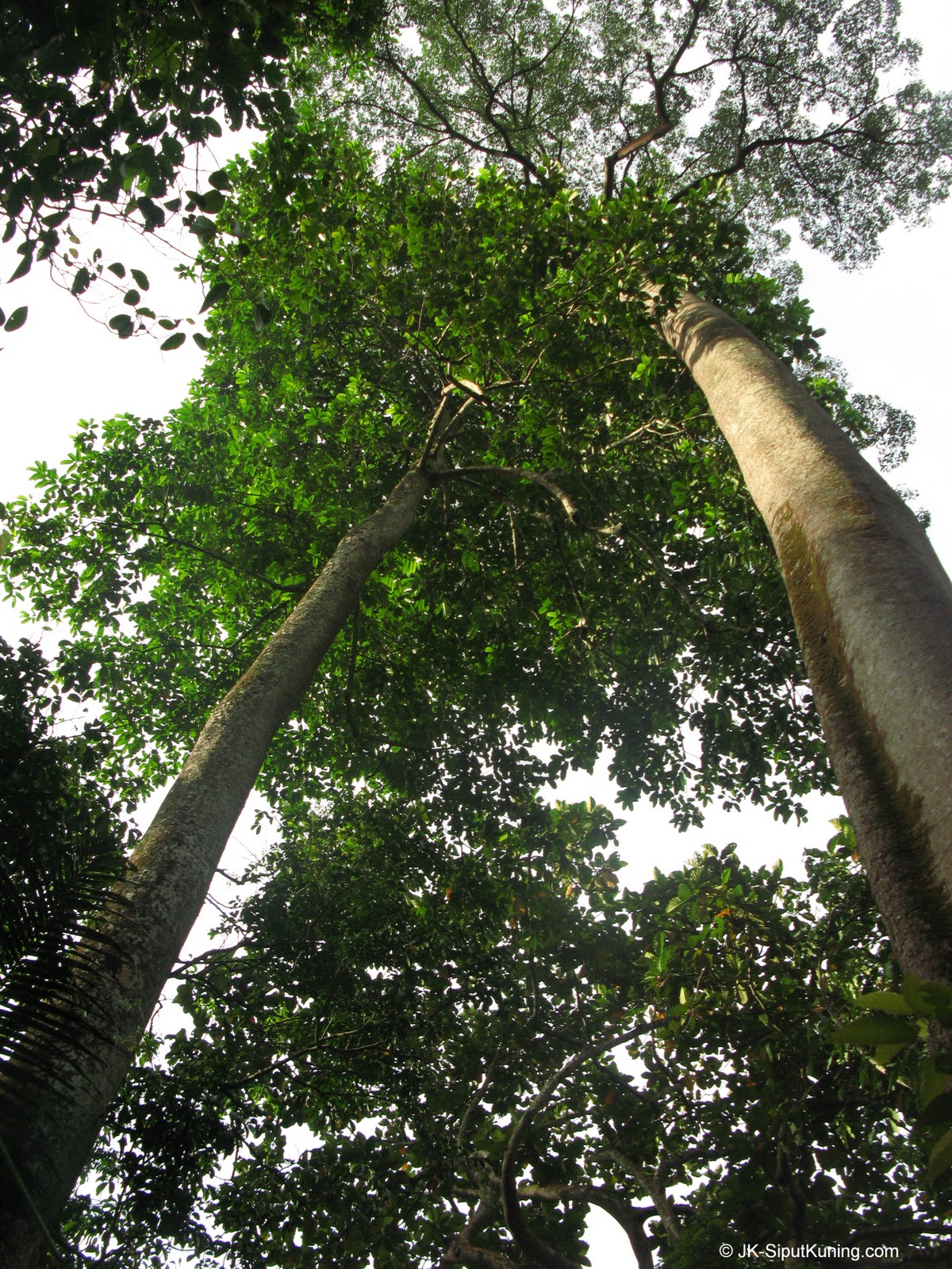 SiputKuning Journal: FRIM: More Than Just A Tree Plantation