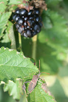 NC Small Fruit & Specialty Crop IPM: Other noteable blackberry insects ...