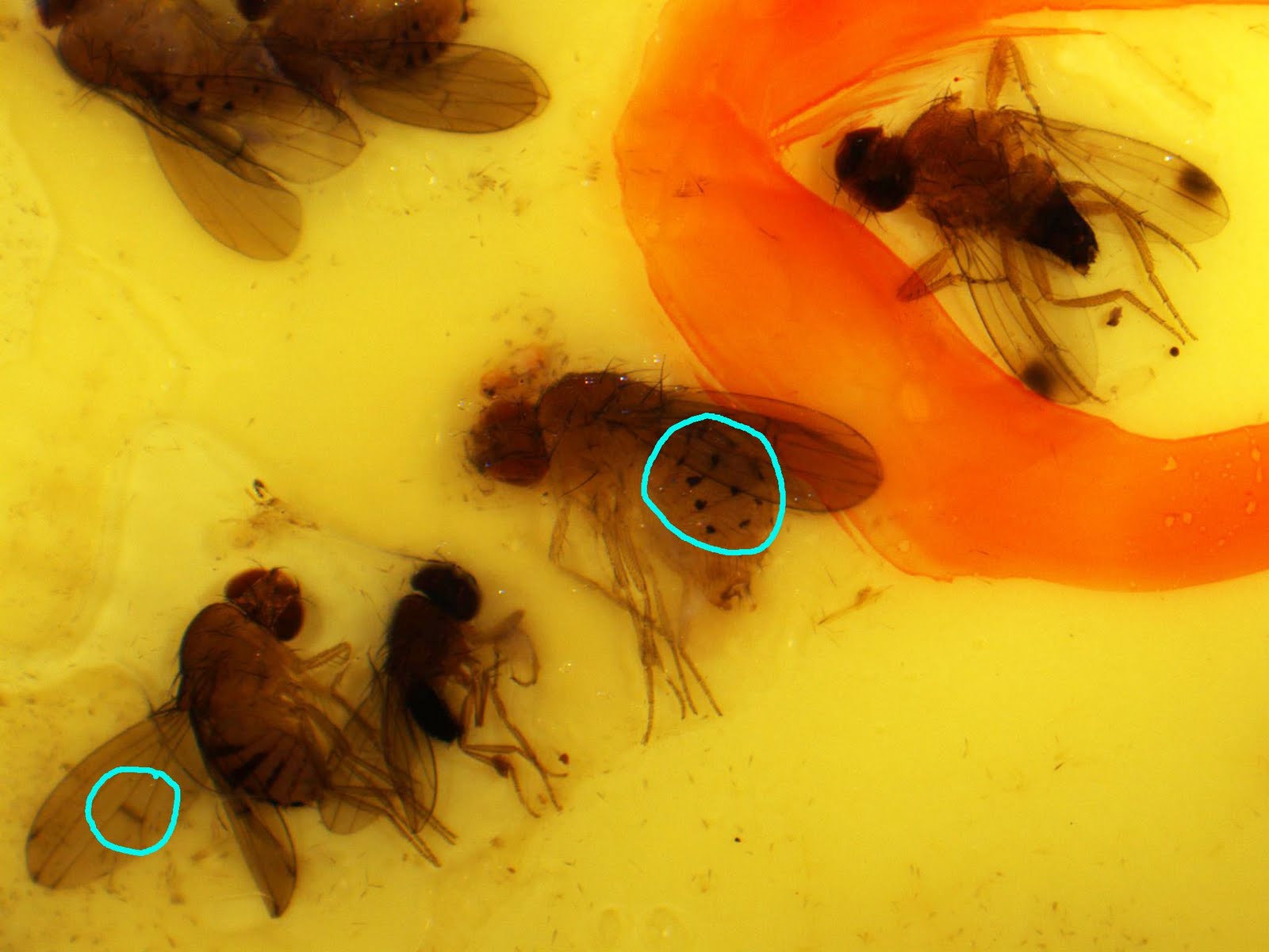 NC Small Fruit & Specialty Crop IPM: SWD trapping update ...