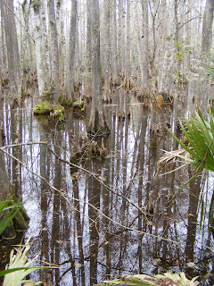 The Florida Trail: Green Swamp East