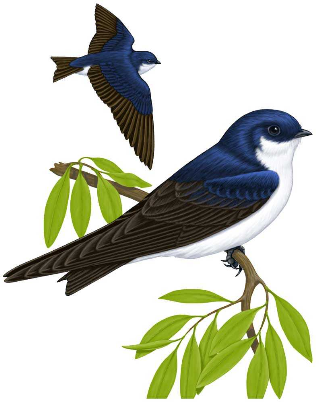 ჩემი ლექსები