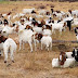 Official Google Blog: Mowing with goats