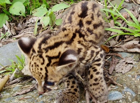 Huagra Ñaupa: Mache Chindul, una exuberante reserva tropical amenazada