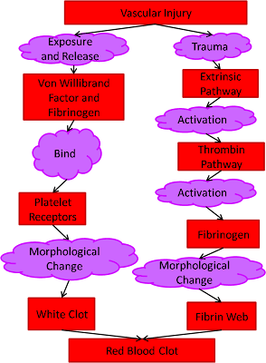 Mollie BE100: Blood Clotting-A Dual Process