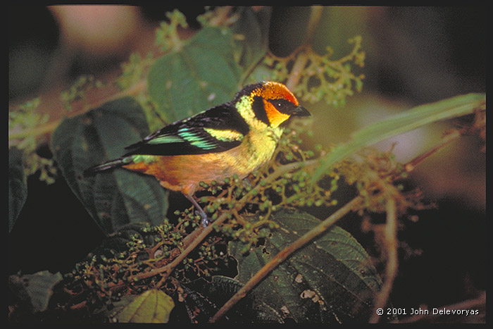 Amazing Birds for Ever: Amazing Birds 19