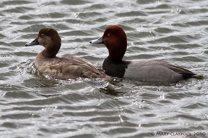 Amazing Birds for Ever: NICE DUCKS