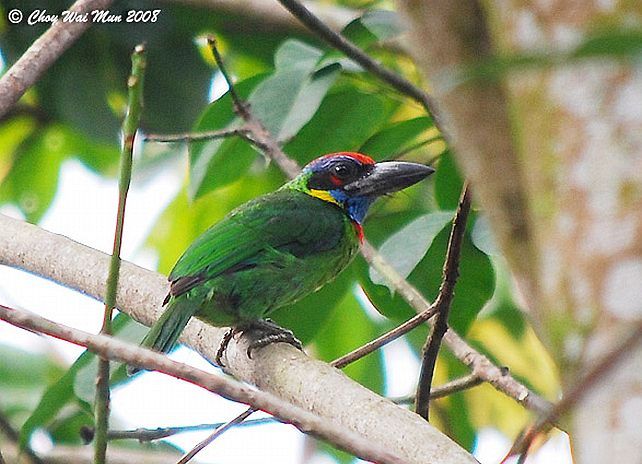 Amazing Birds for Ever: NICE BARBET BIRDS
