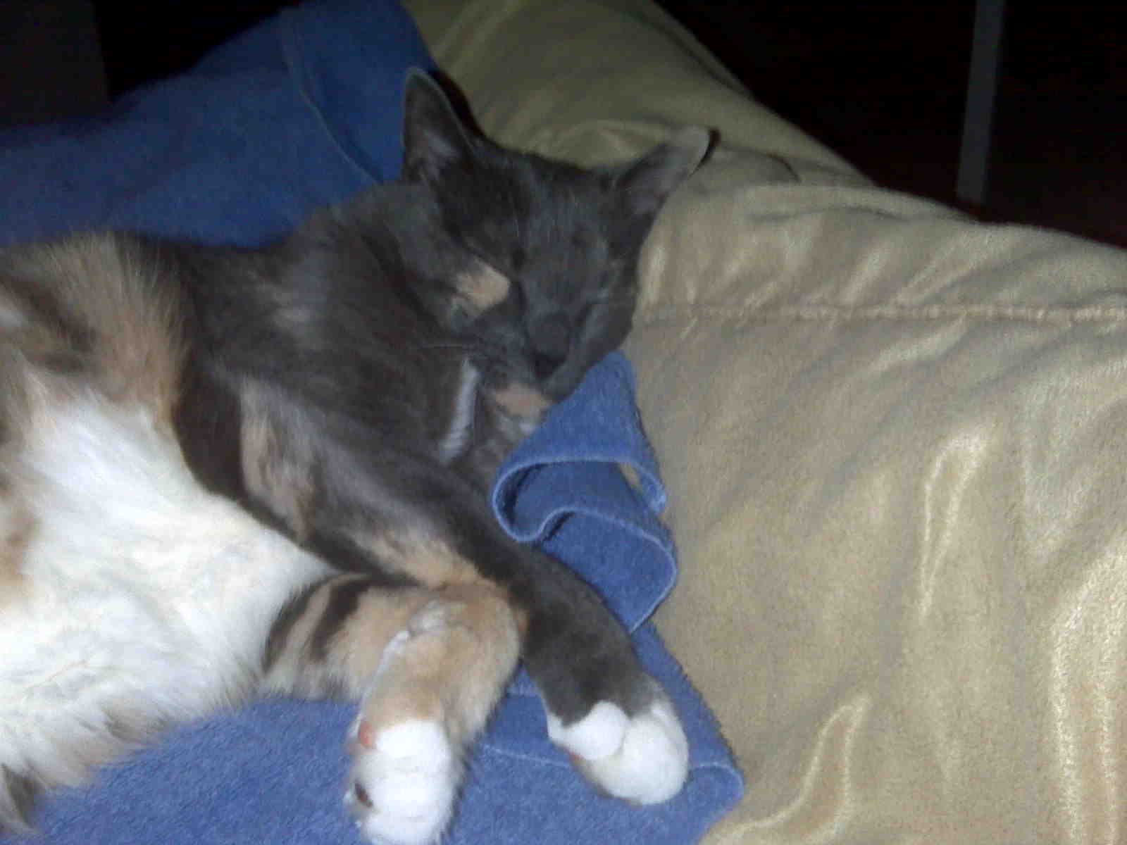 two cats and a two pugs: Feline Friday Edition 4 - A meowless Friday