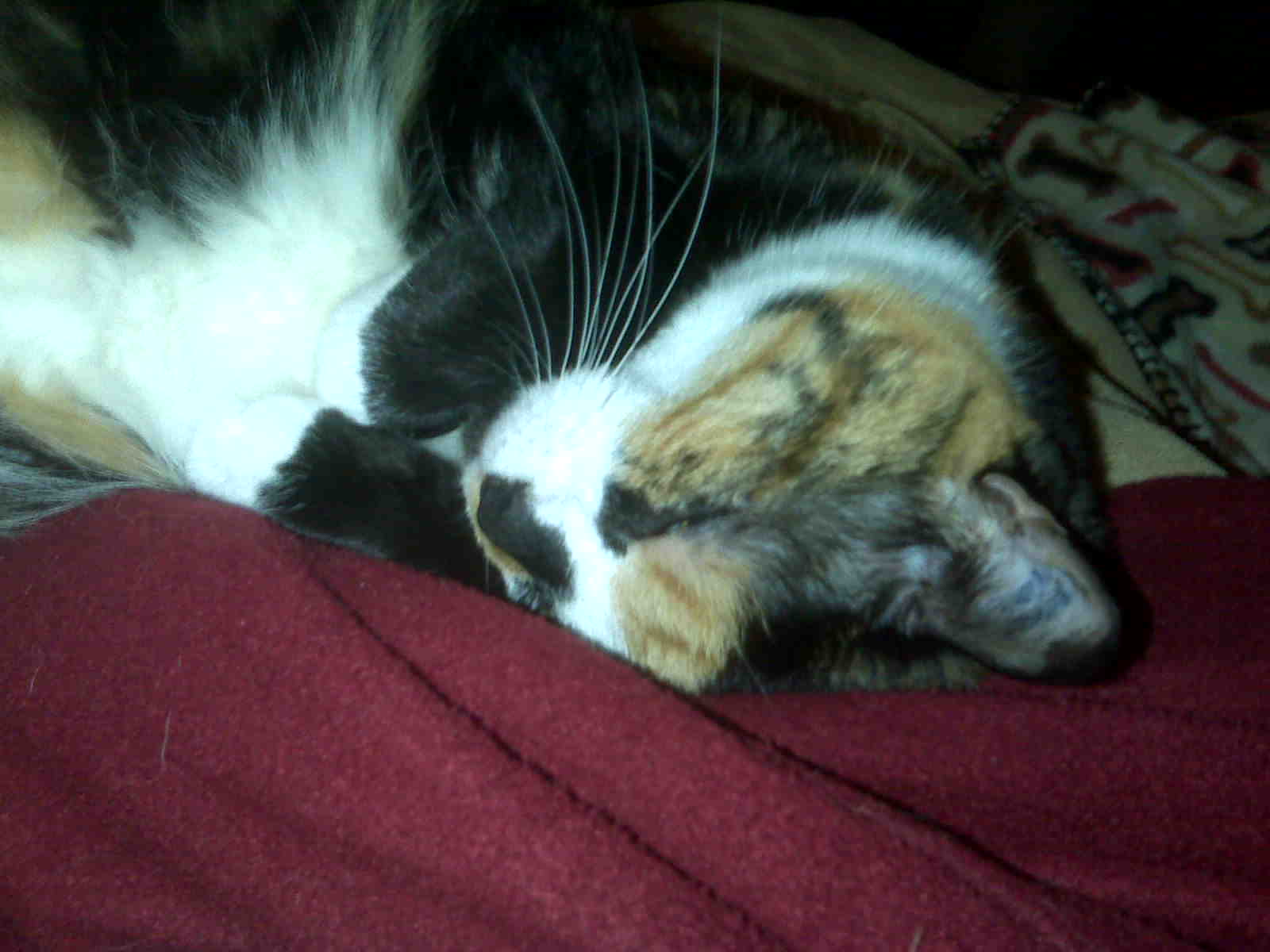 two cats and a two pugs: Feline Friday Edition 4 - A meowless Friday