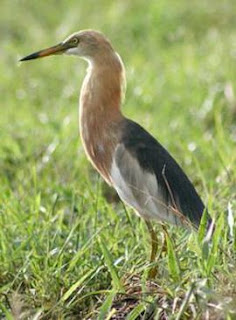 Mega-bird had a five-metre wingspan and teeth: study