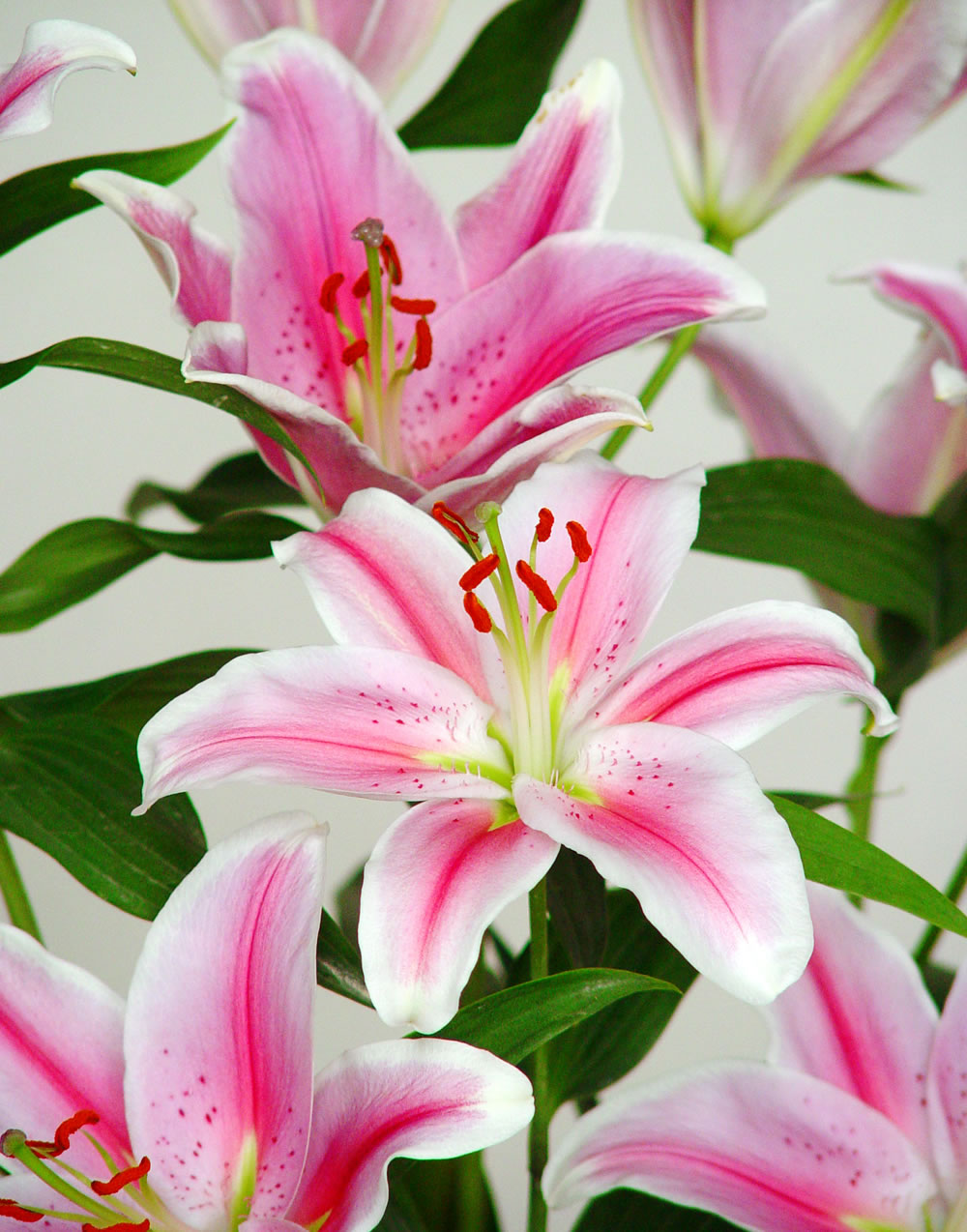 Perfect: Lilium